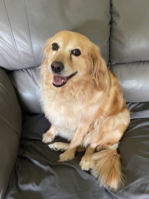 Adoptable Golden Retrievers - Golden Retriever Rescue of Iowa (GRRoIowa)