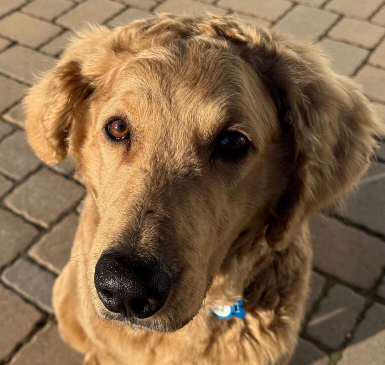 Home – Featured Dog Version - Golden Retriever Rescue of Iowa (GRRoIowa)